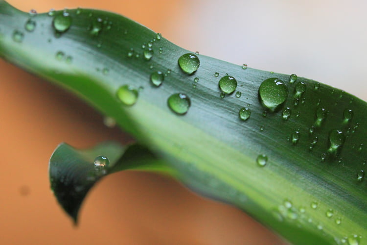 Leaf-mimicking device uses solar power to clean water | MEM Magazine